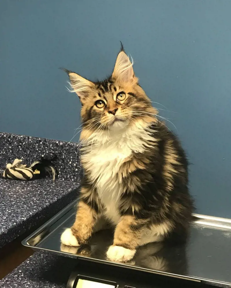 Domestic Tabby Cat Personality Guide