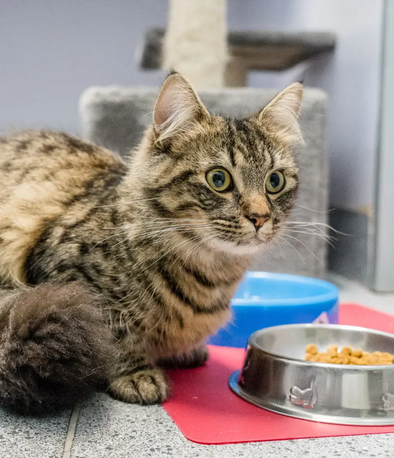 Domestic Tabby Cat Personality Guide