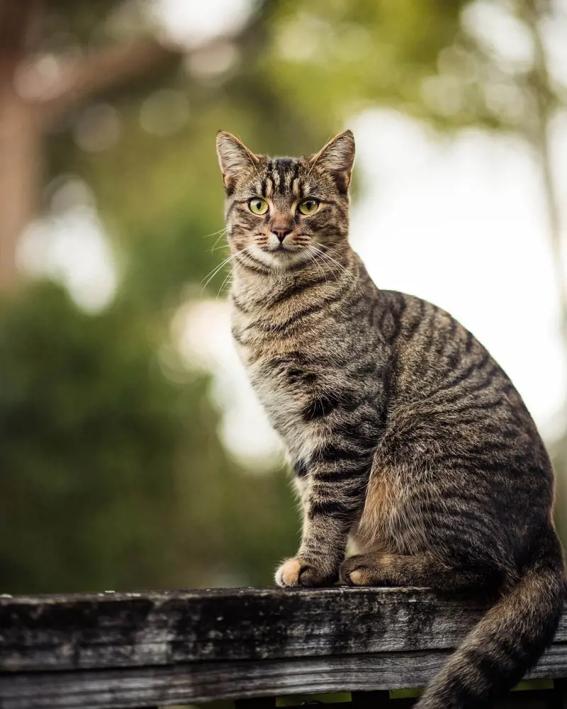 Domestic Tabby Cat Personality Guide