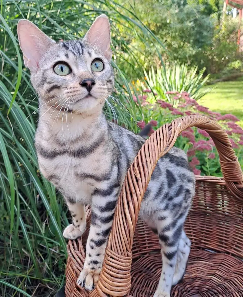 Domestic Tabby Cat Personality Guide