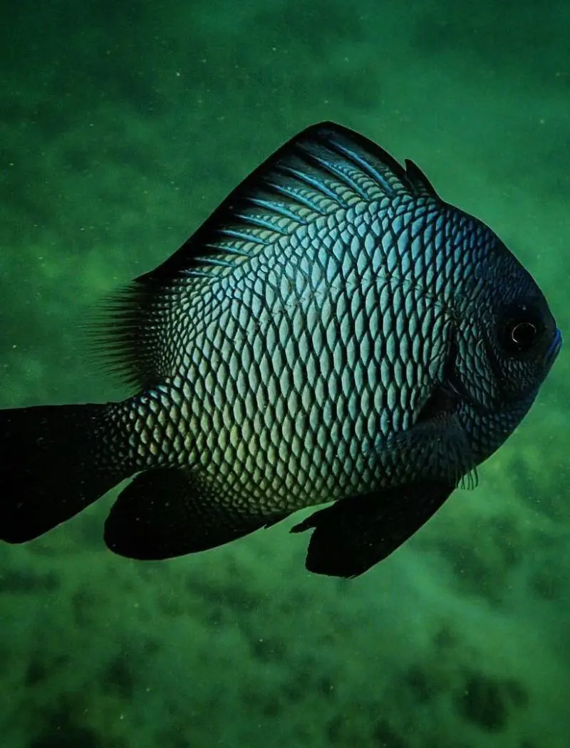 How Do Fish Breathe?