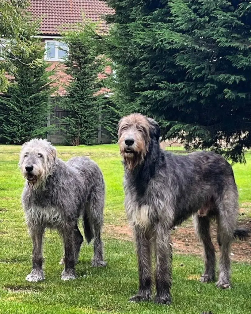 Top 10 Popular Dog Breeds From Ireland
