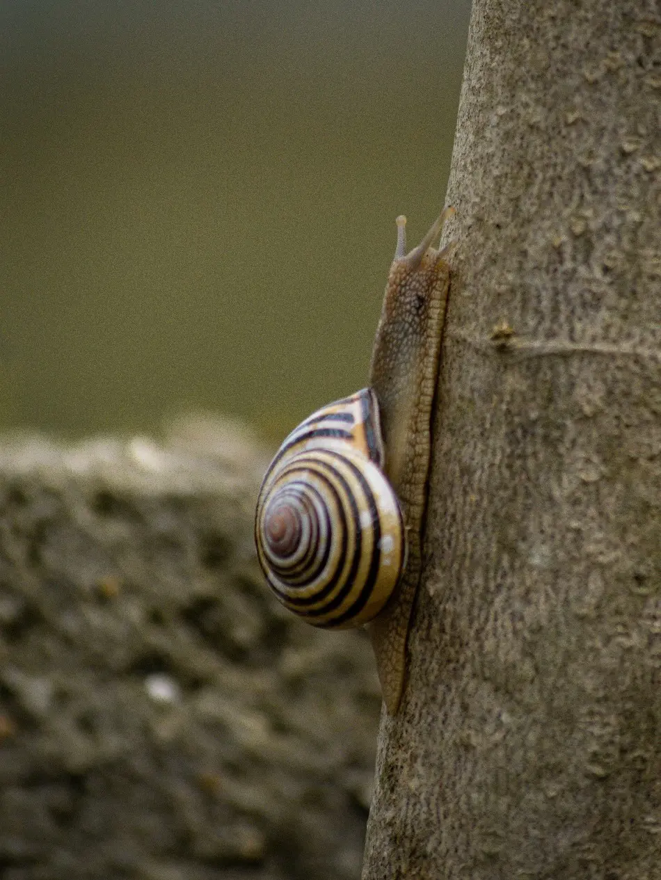 Freshwater Snails Care Guide And Tank Mates