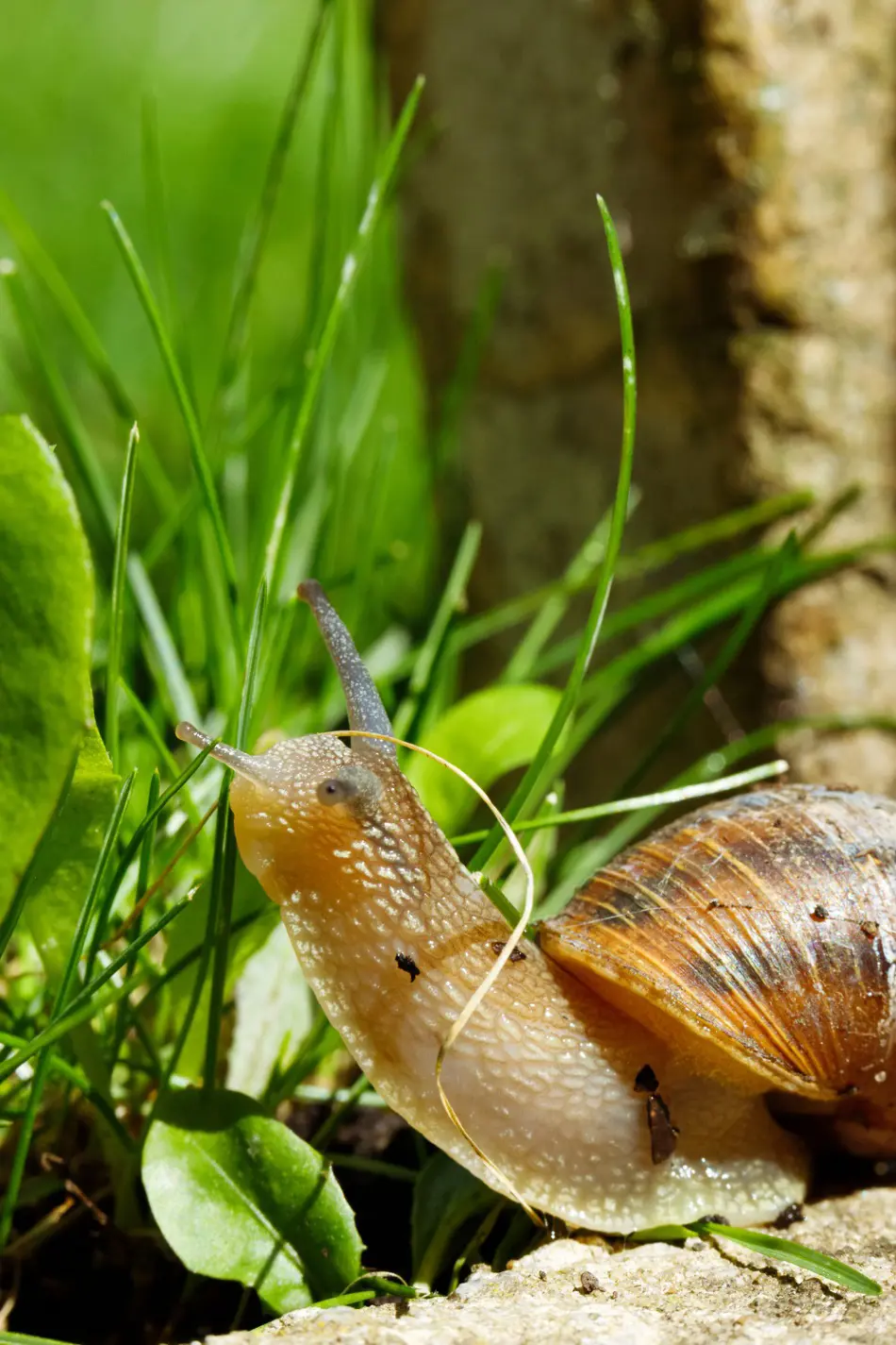 Freshwater Snails Care Guide And Tank Mates