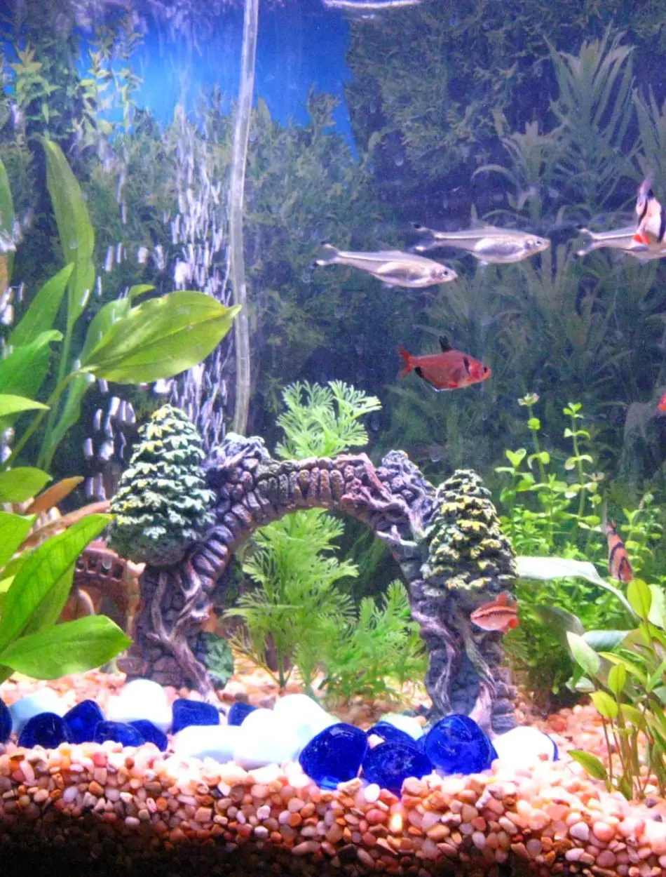 Freshwater Snails Care Guide And Tank Mates