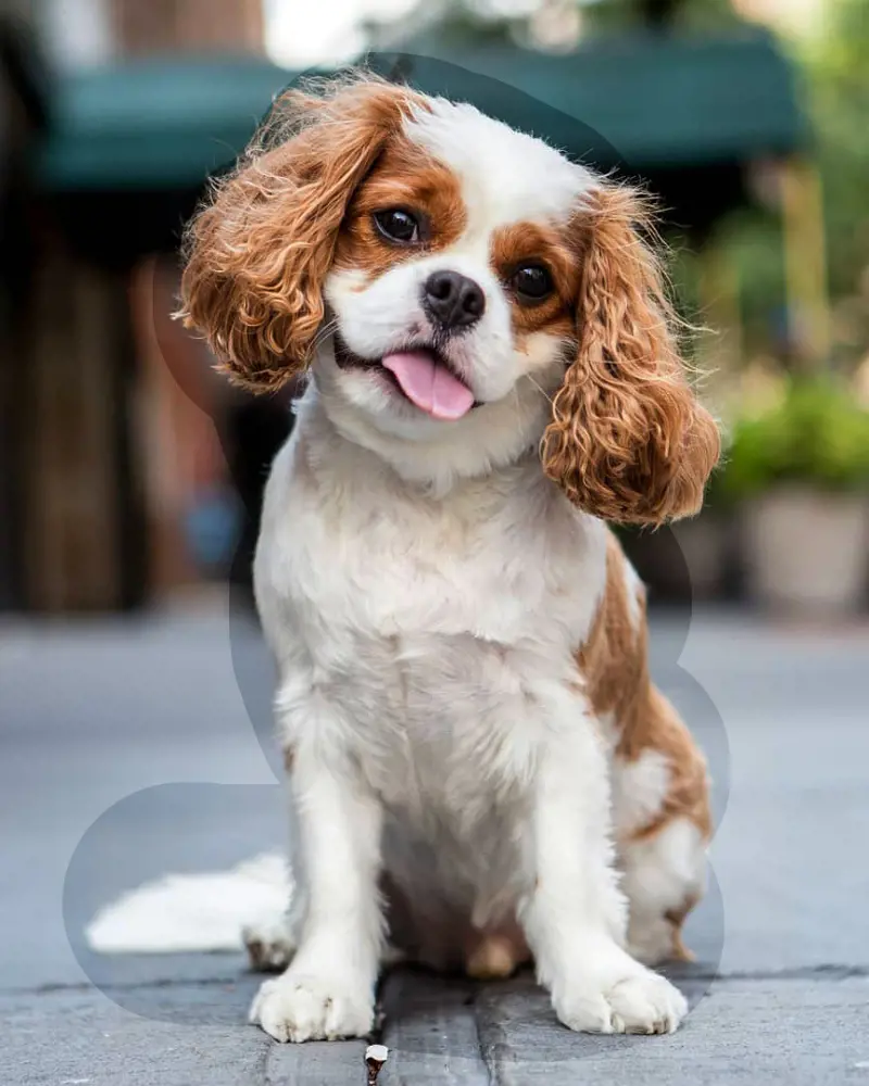 Charles Spaniel Cavalier King Dog Traits and Profile