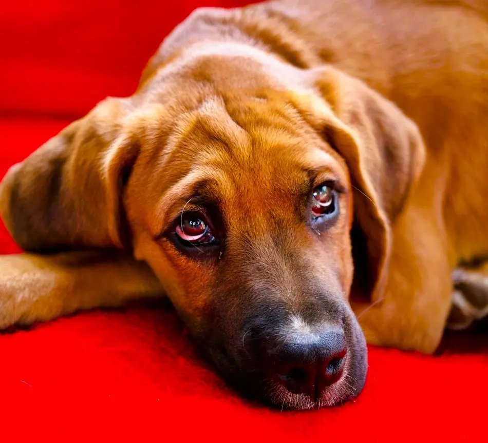 Why Are My Dogs Eyes Red?