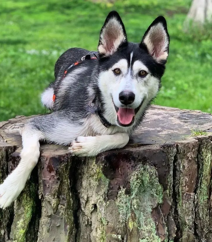 The Husky Chihuahua Mix Dog Breed