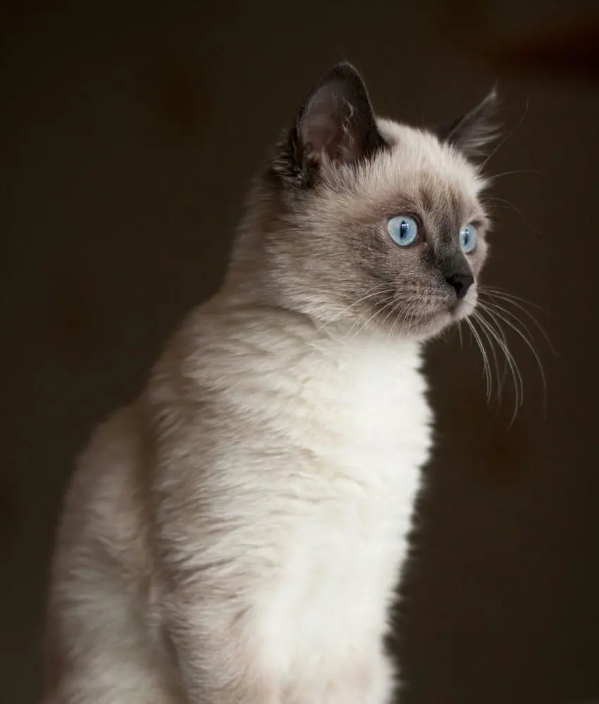 15 Beautiful Siamese Cat Breeds