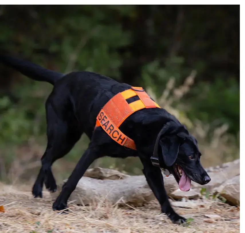 15 Best Search And Rescue Dog Breeds