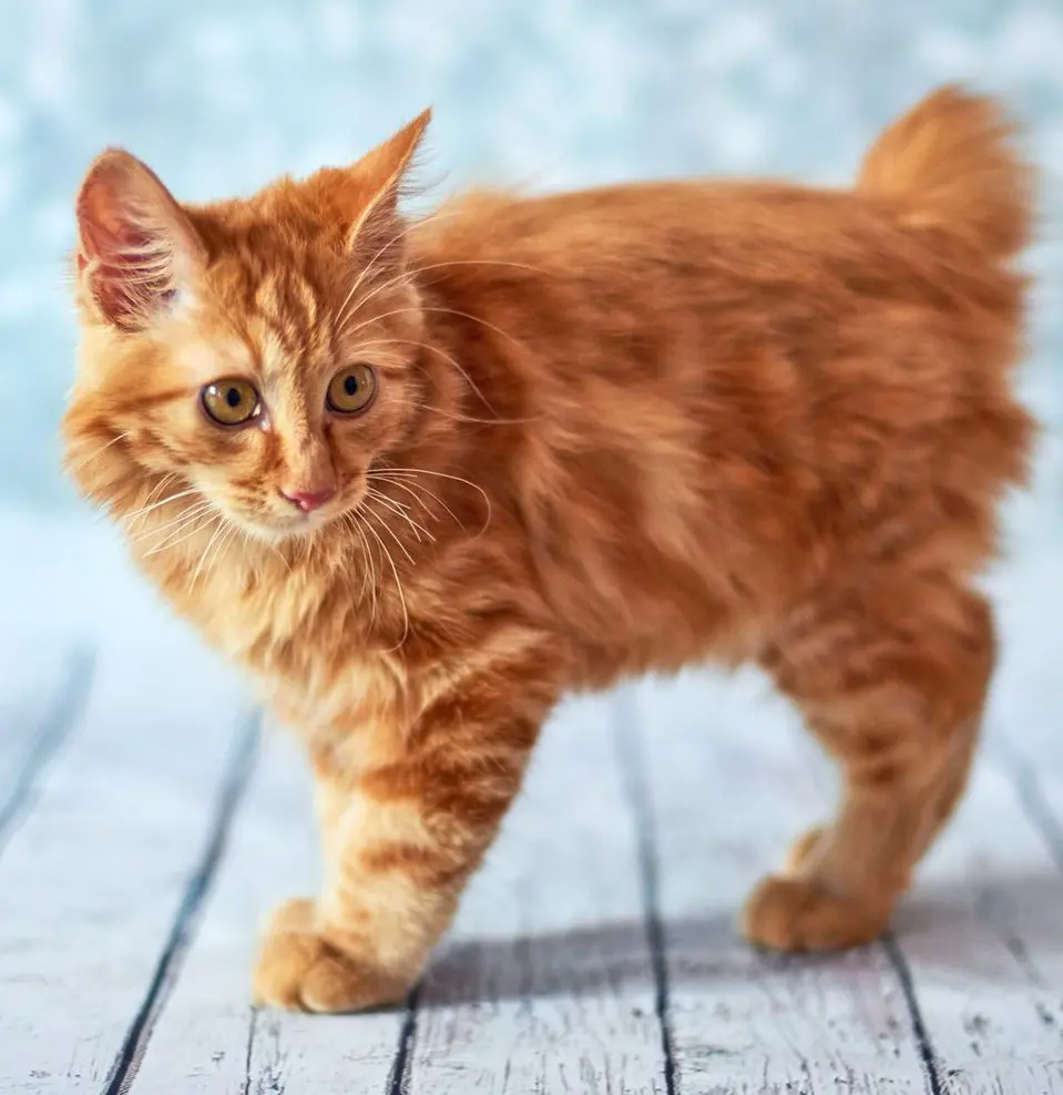 Short-Tailed Cats: 10 Breeds To Know About