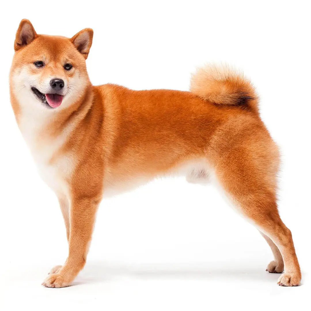 20 Interesting Facts About Shiba Inu, The Japanese Dog