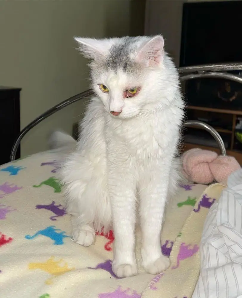 17 Signs Of Red Eyes In Cats