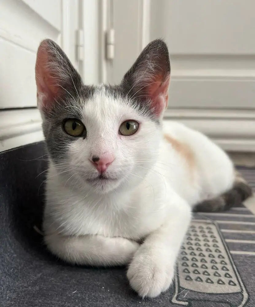 17 Signs Of Red Eyes In Cats