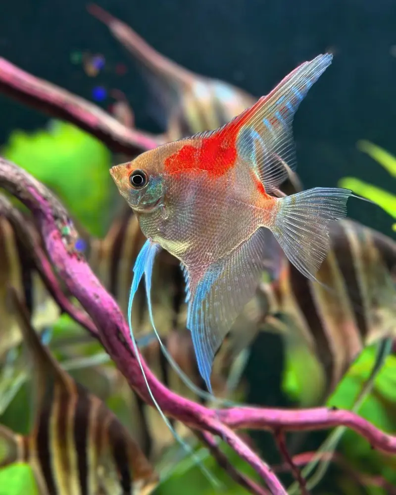 Anglefish Care Guide And Tank Mates