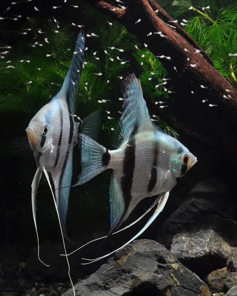 Anglefish Care Guide And Tank Mates