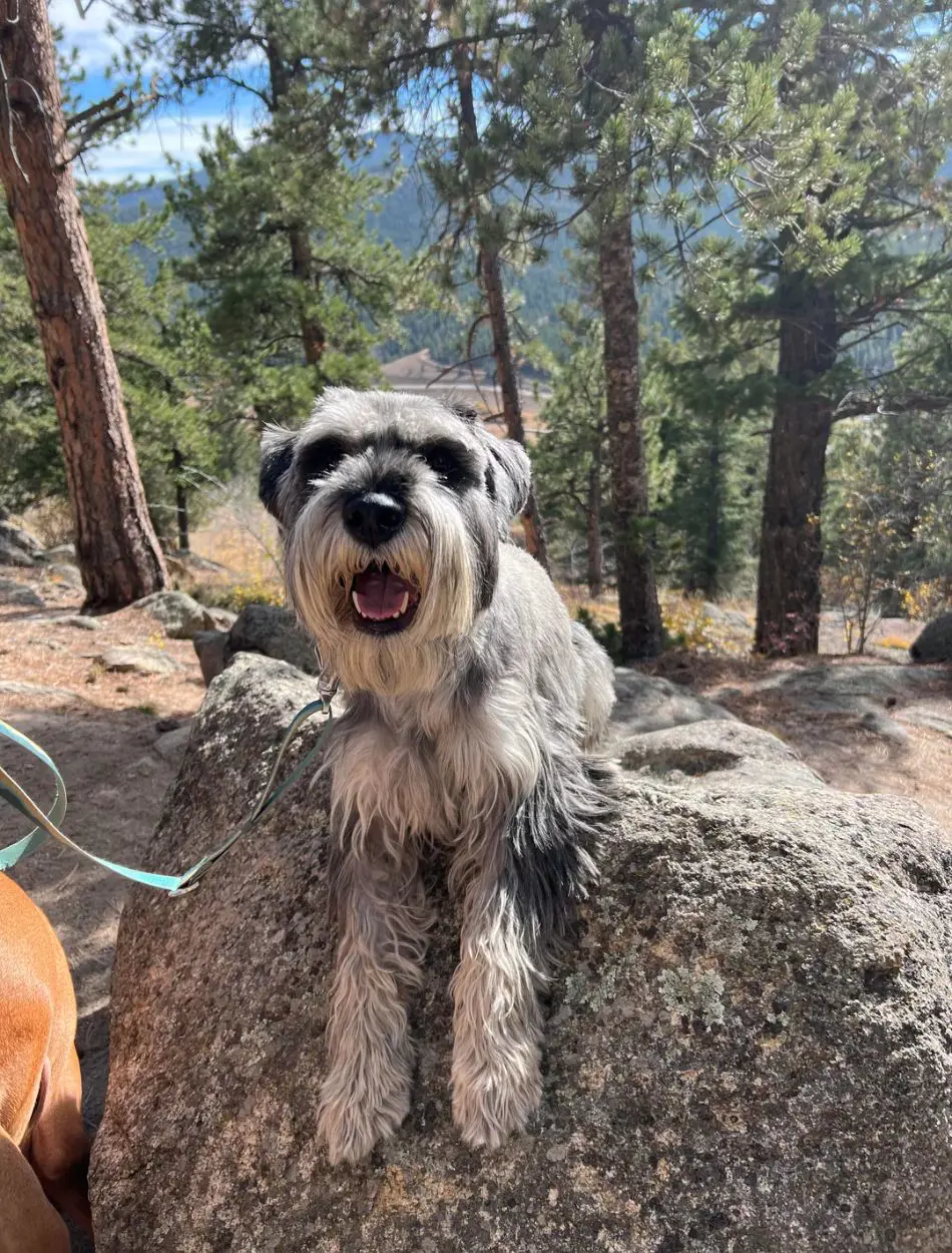 Standard Schnauzer Dog Breed Profile Information