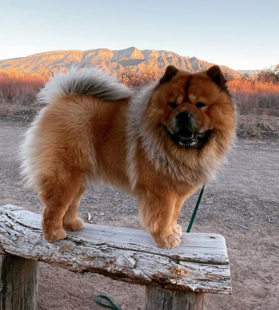 Chow Chow Breed Origin, Care and Profile