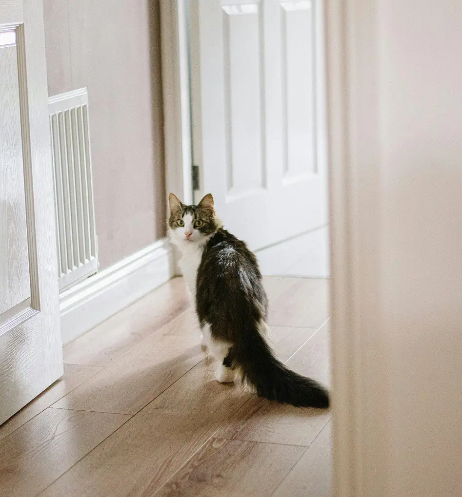 Top 15 Indoor Cat Breeds