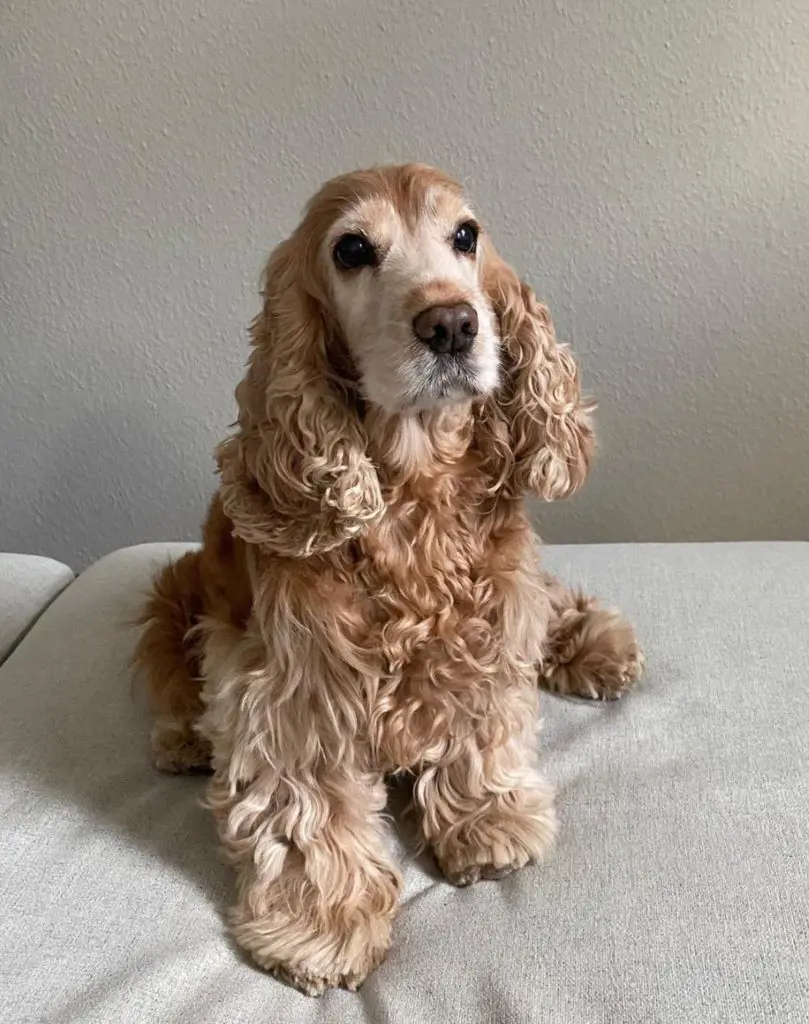 15 Spaniel Dog Breeds: Amazing Companions For Life