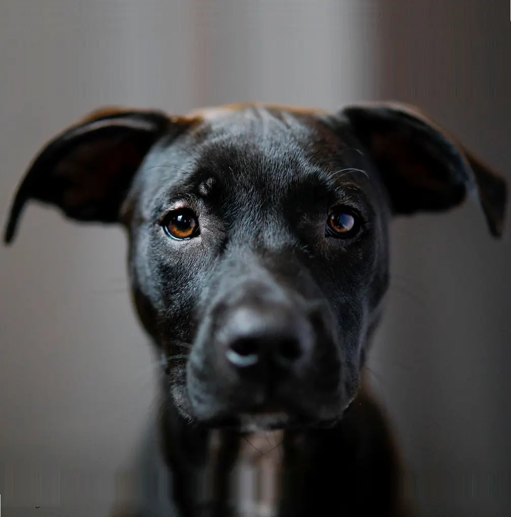 What Colors Can Dogs See?