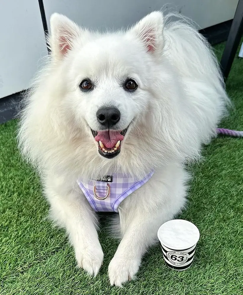Japanese Spitz Dog Breed Profile Information
