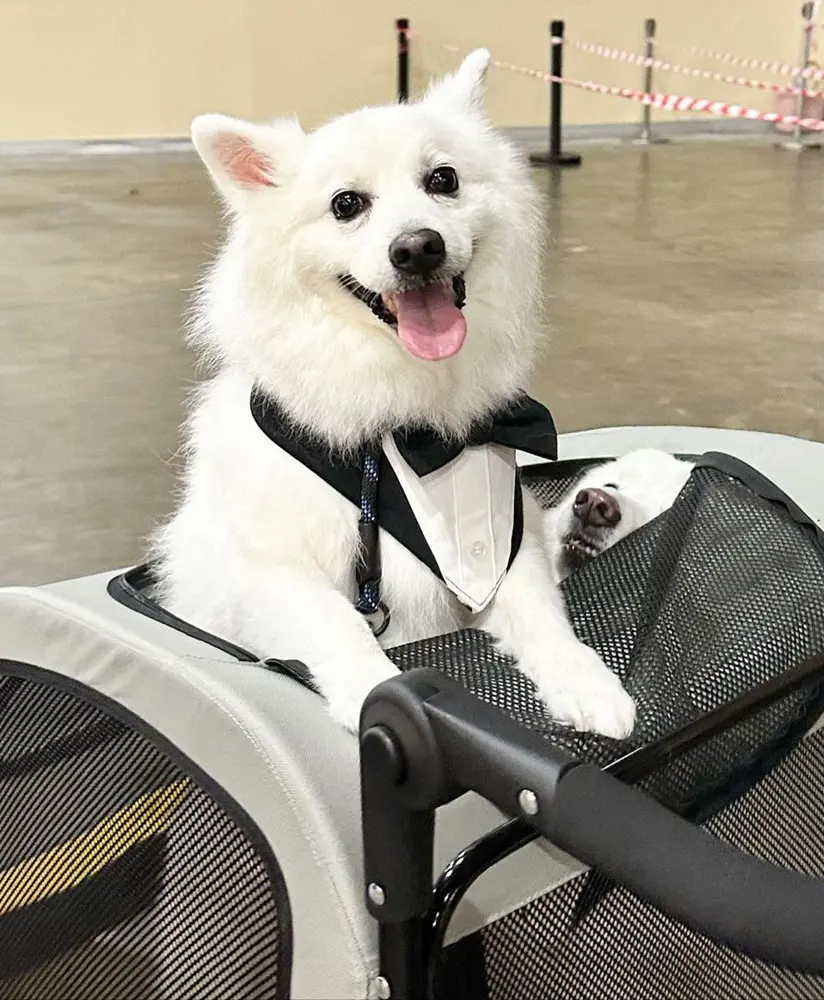 Japanese Spitz Dog Breed Profile Information