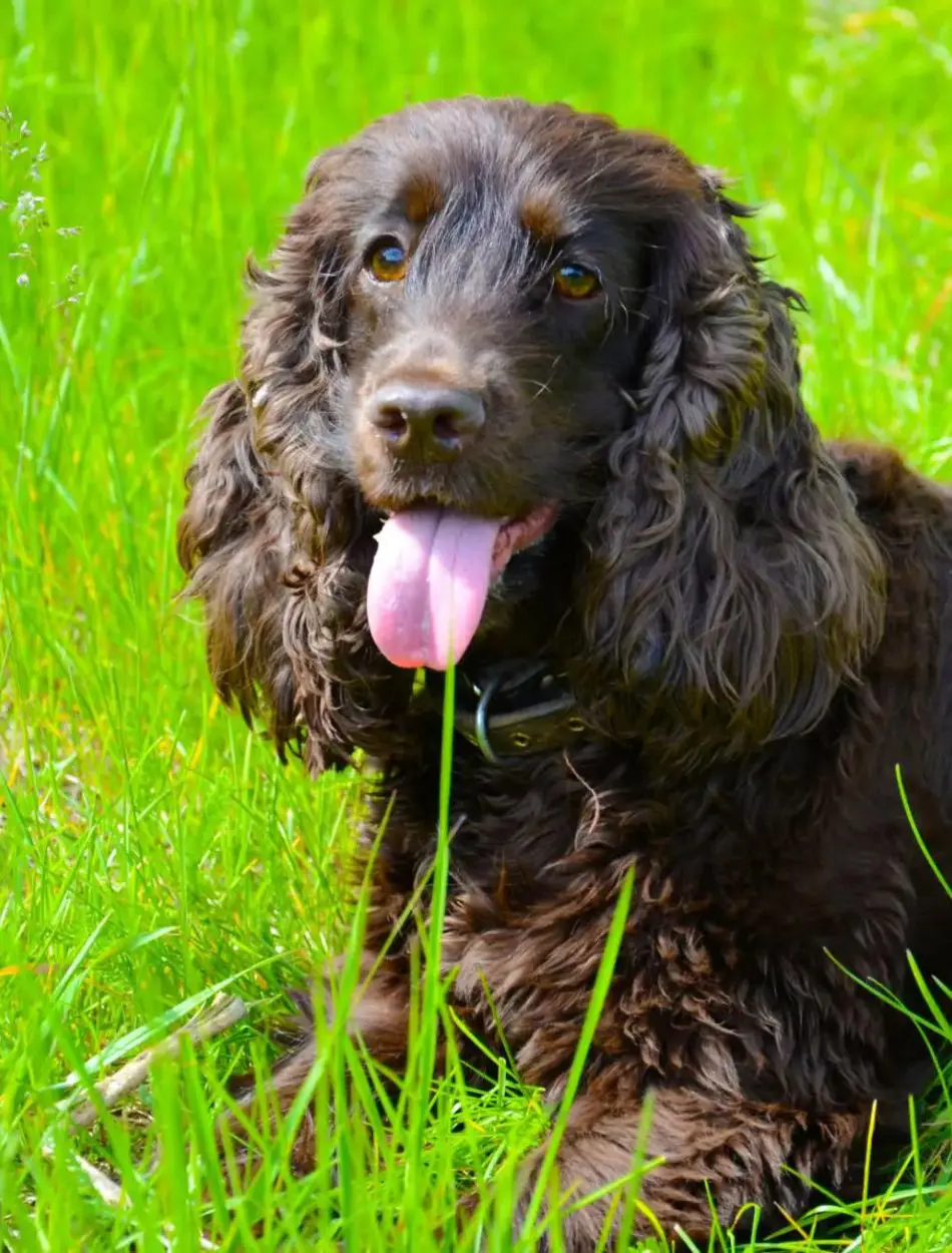 Irish Water Spaniel Dog Breed Profile And Characteristics