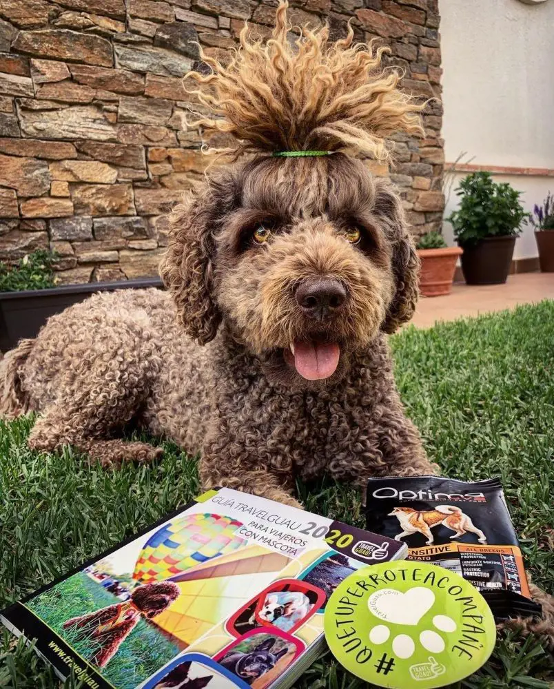 15 Popular Dog Breeds From Spain