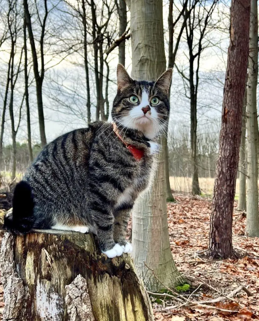 150+ Tabby Cat Names For Your Cute Kitty