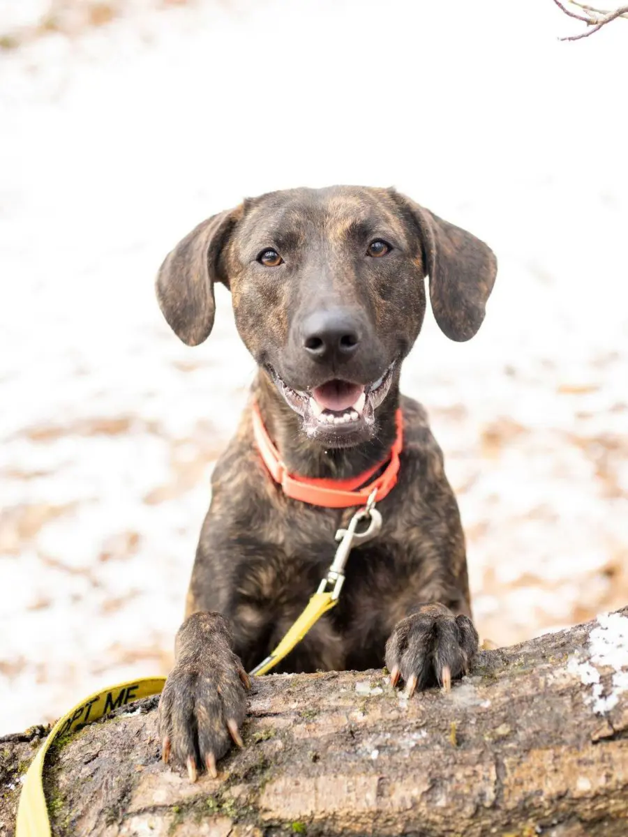 Plott Hound Dog Breed Profile Information