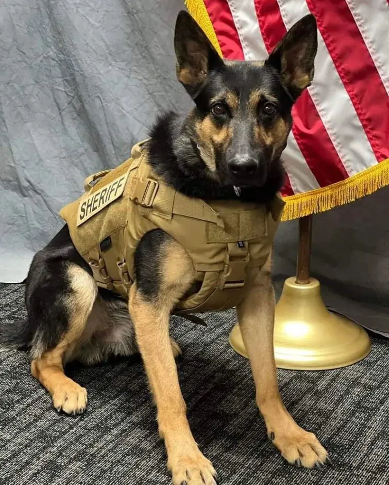 15 Dog Breeds Used In Police Service