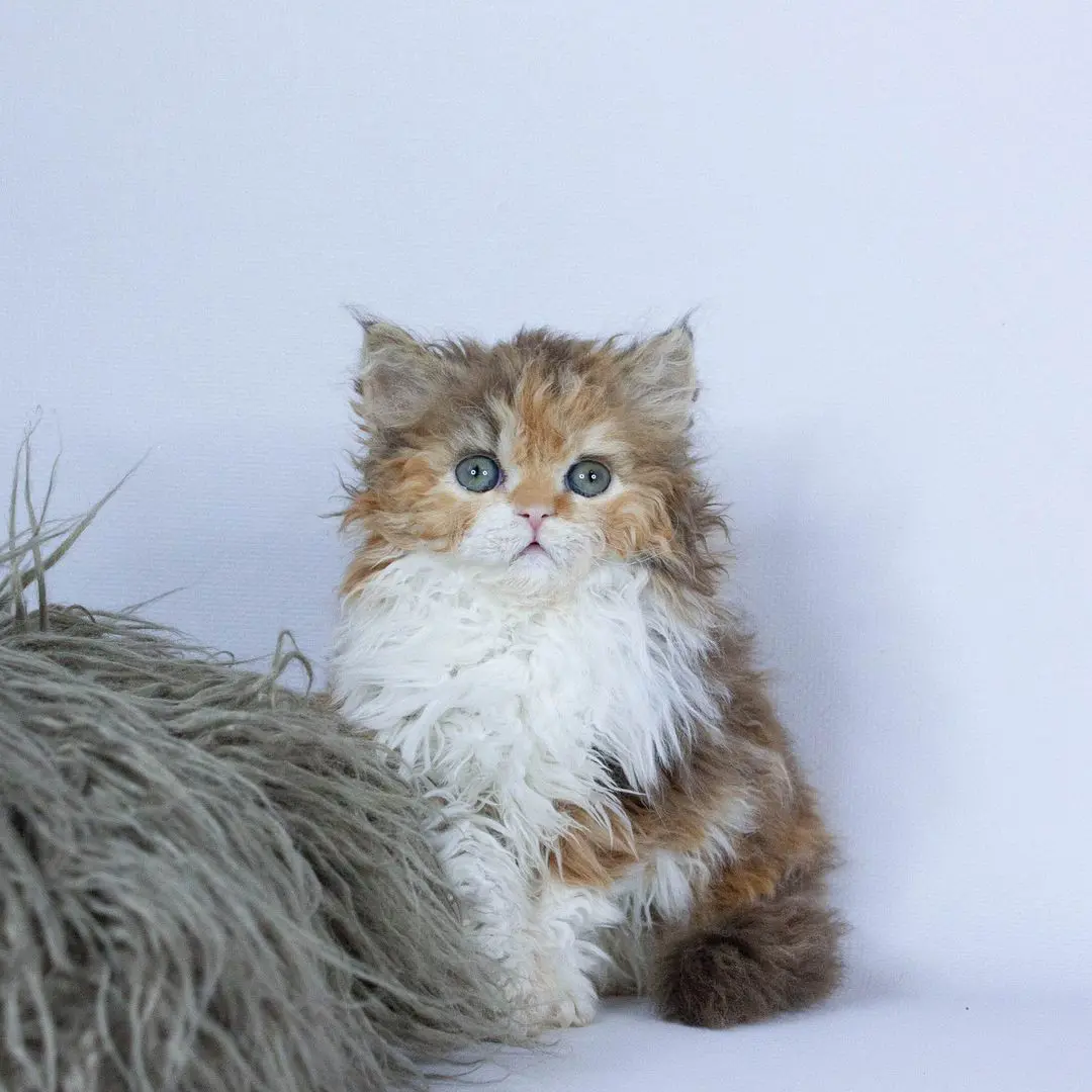 Selkirk Rex Cat Breed Personality And Information