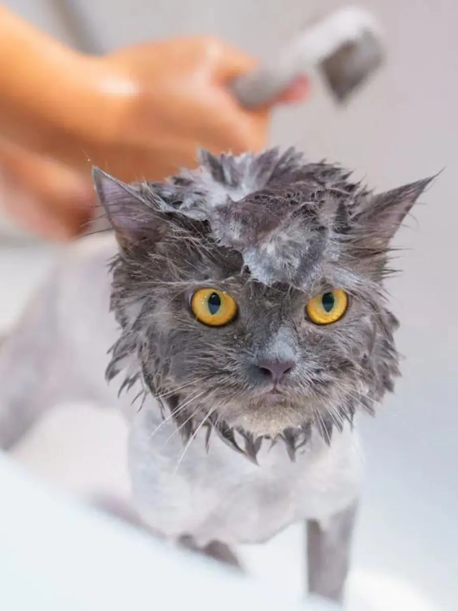 How to Bathe A Cat: Step By Step Guide