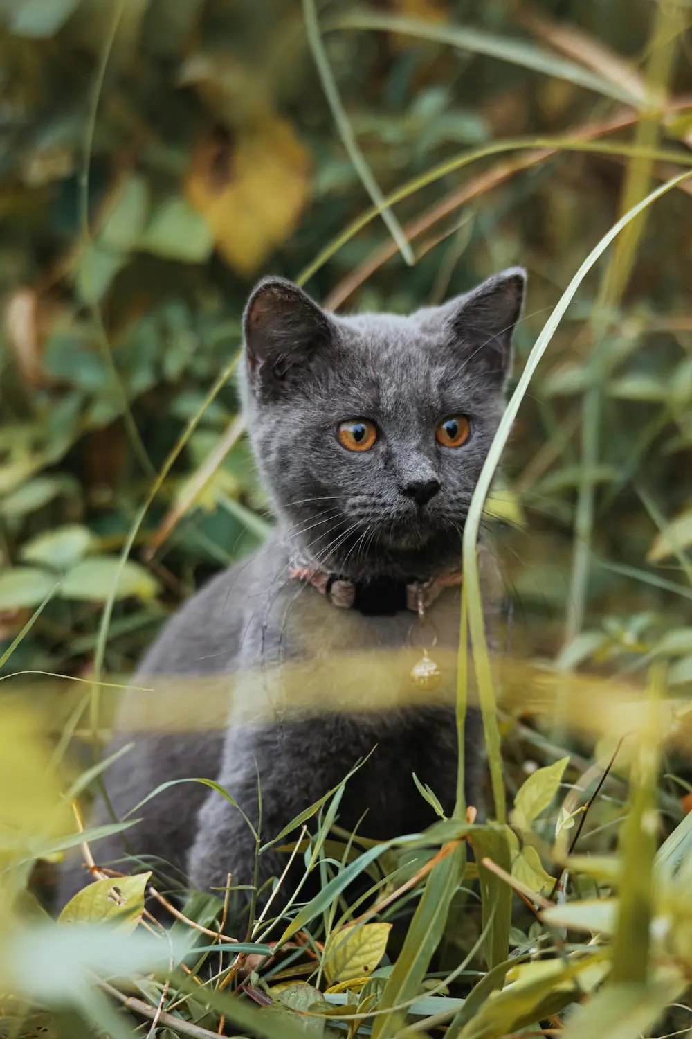 Best Blue Cats That Are Special As Pets