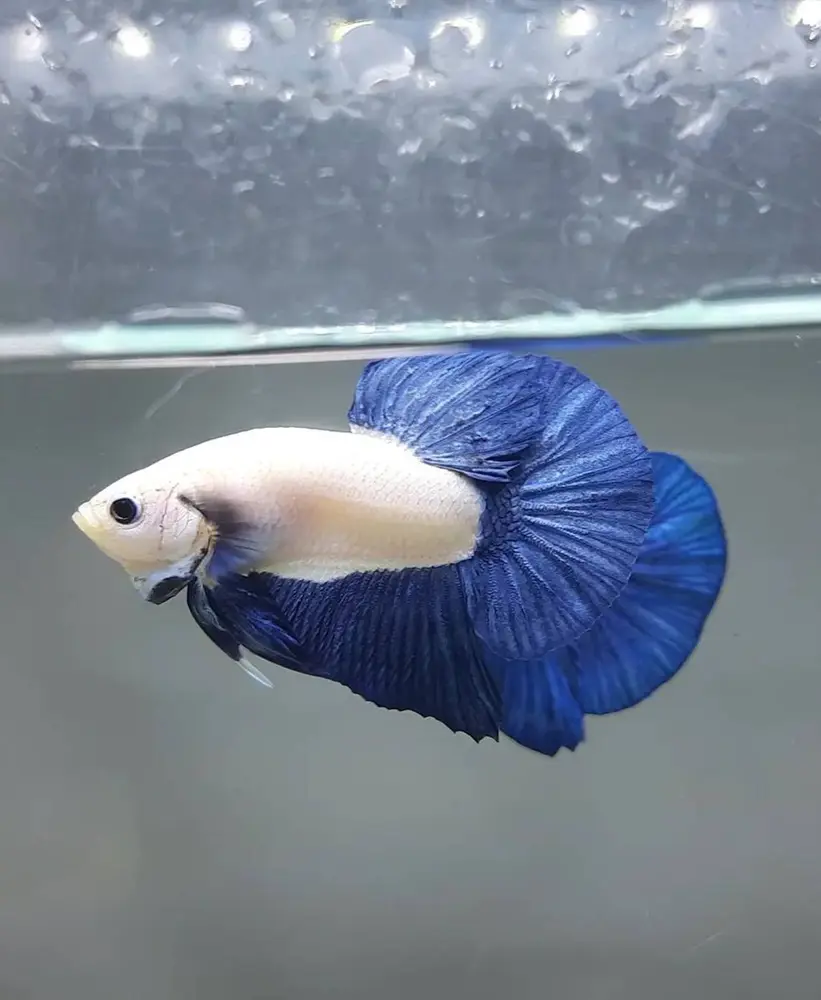 When And How Do Betta Fish Sleep