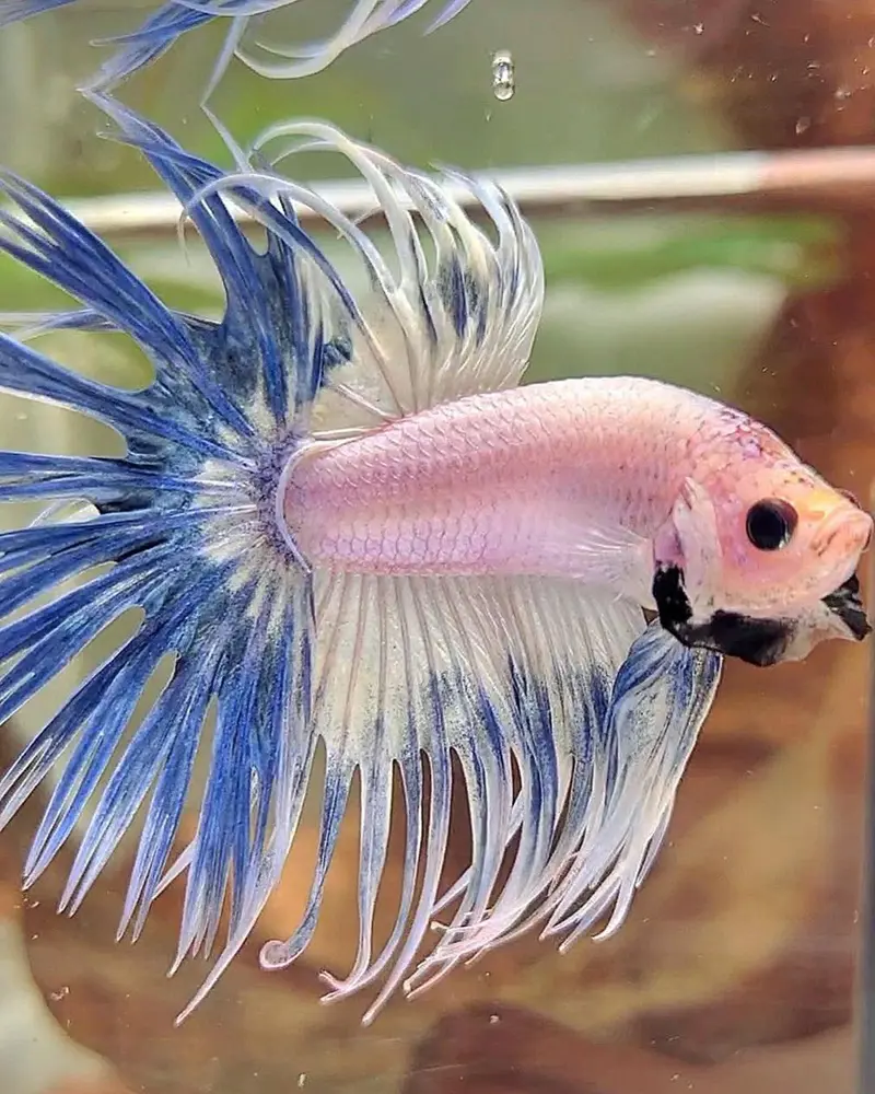 When And How Do Betta Fish Sleep