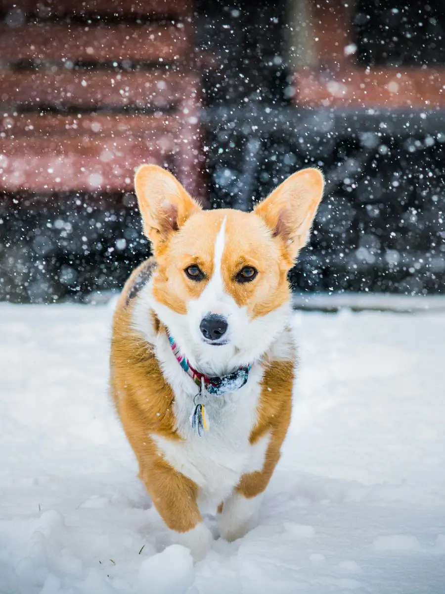 Cowboy Corgi Dog Breed Profile Information And Characteristi