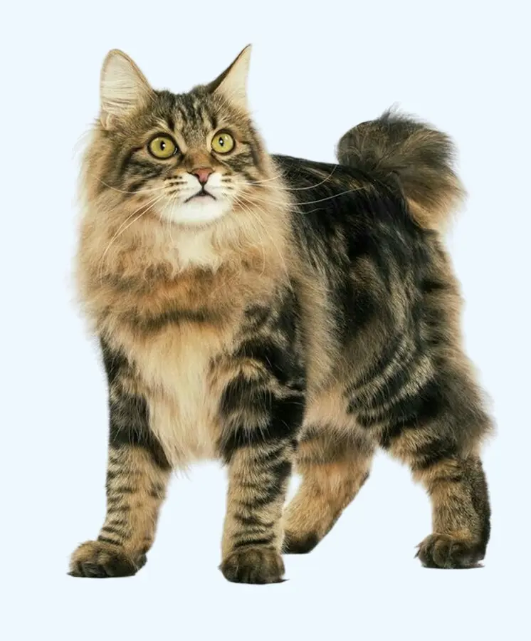 American Bobtail Cat Breed Info