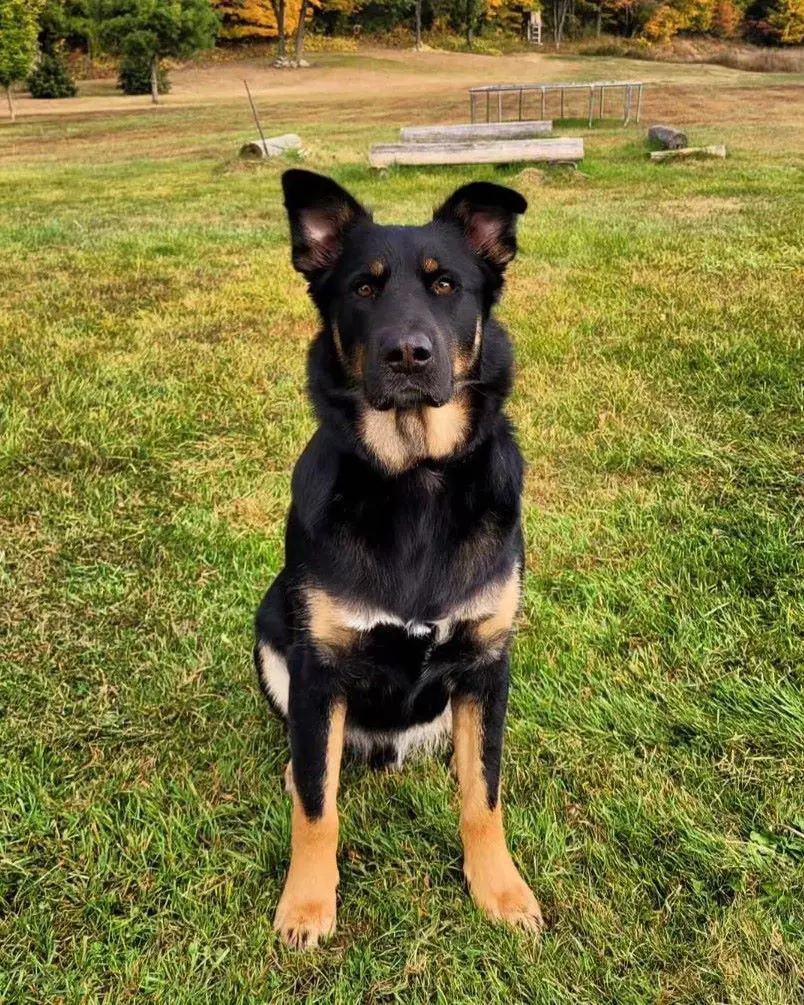 Interesting Facts About Rottweiler German Shepherd Mix