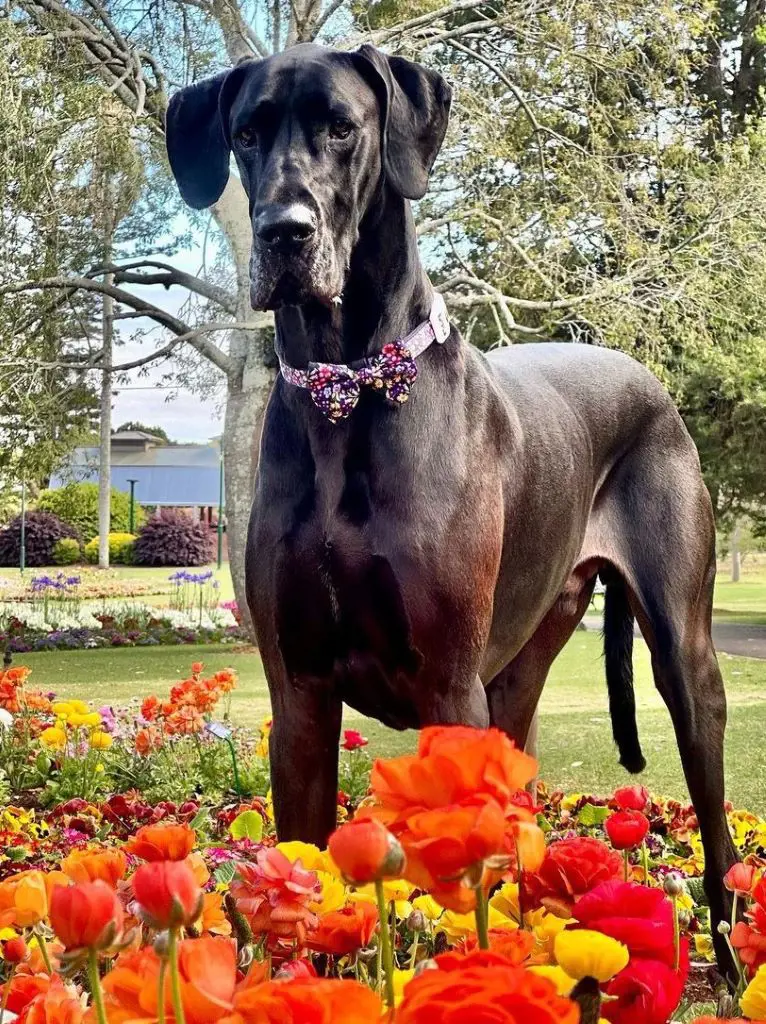 Top 10 Tallest Dog Breeds In The World