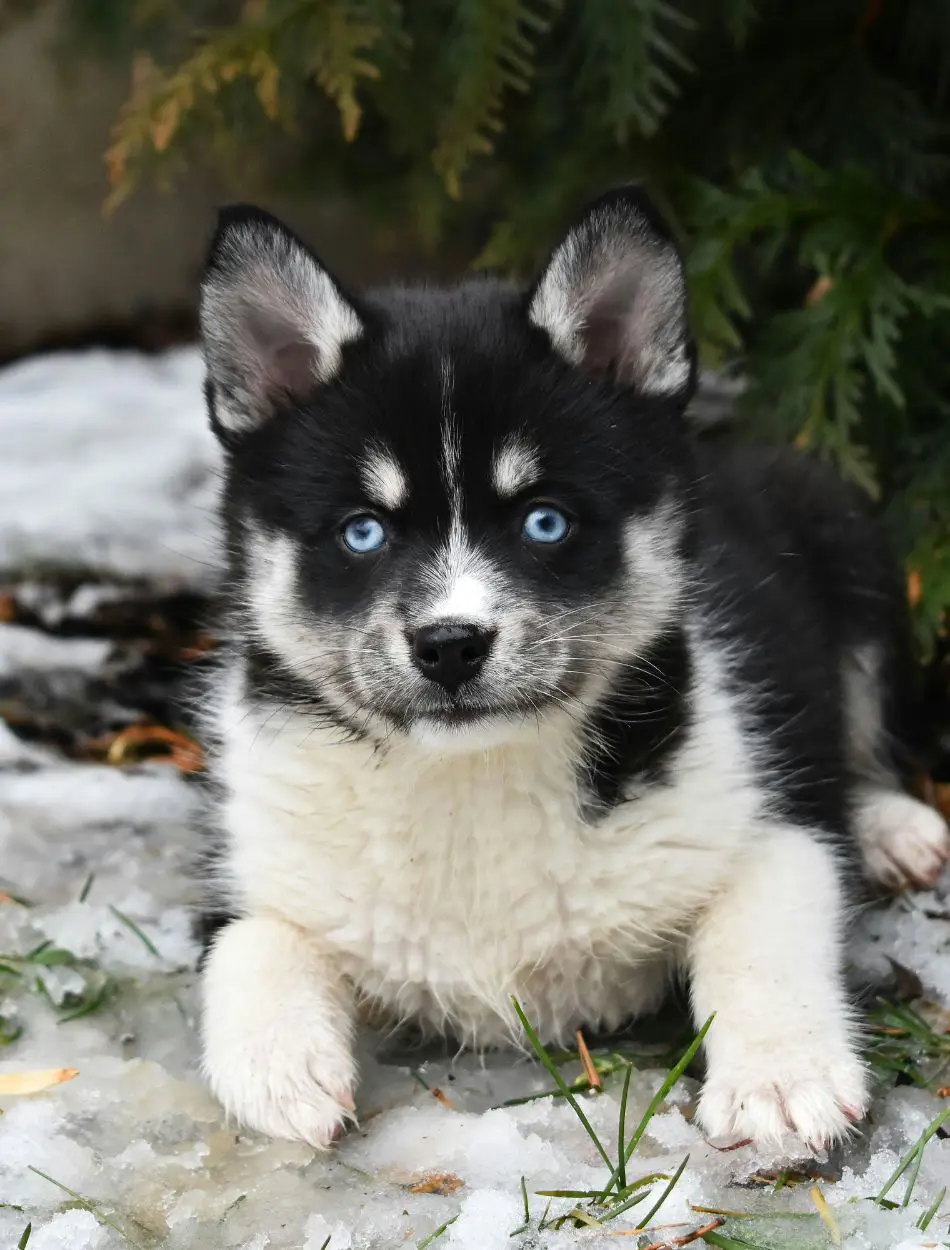 Pomsky Dog Breed Profile Information