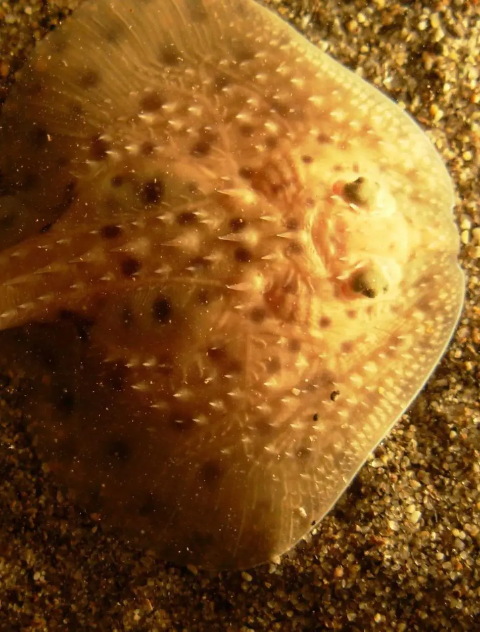 Freshwater Stingray Care Guide And Tank Mates