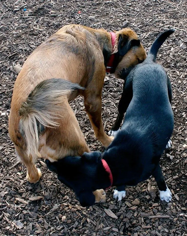 Why Do Dogs Sniff Each Other Butts