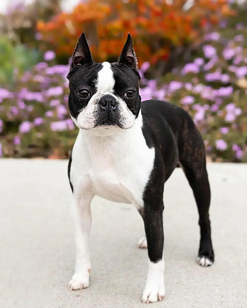 American Boston Terrier Dog Breeds Profile and Care