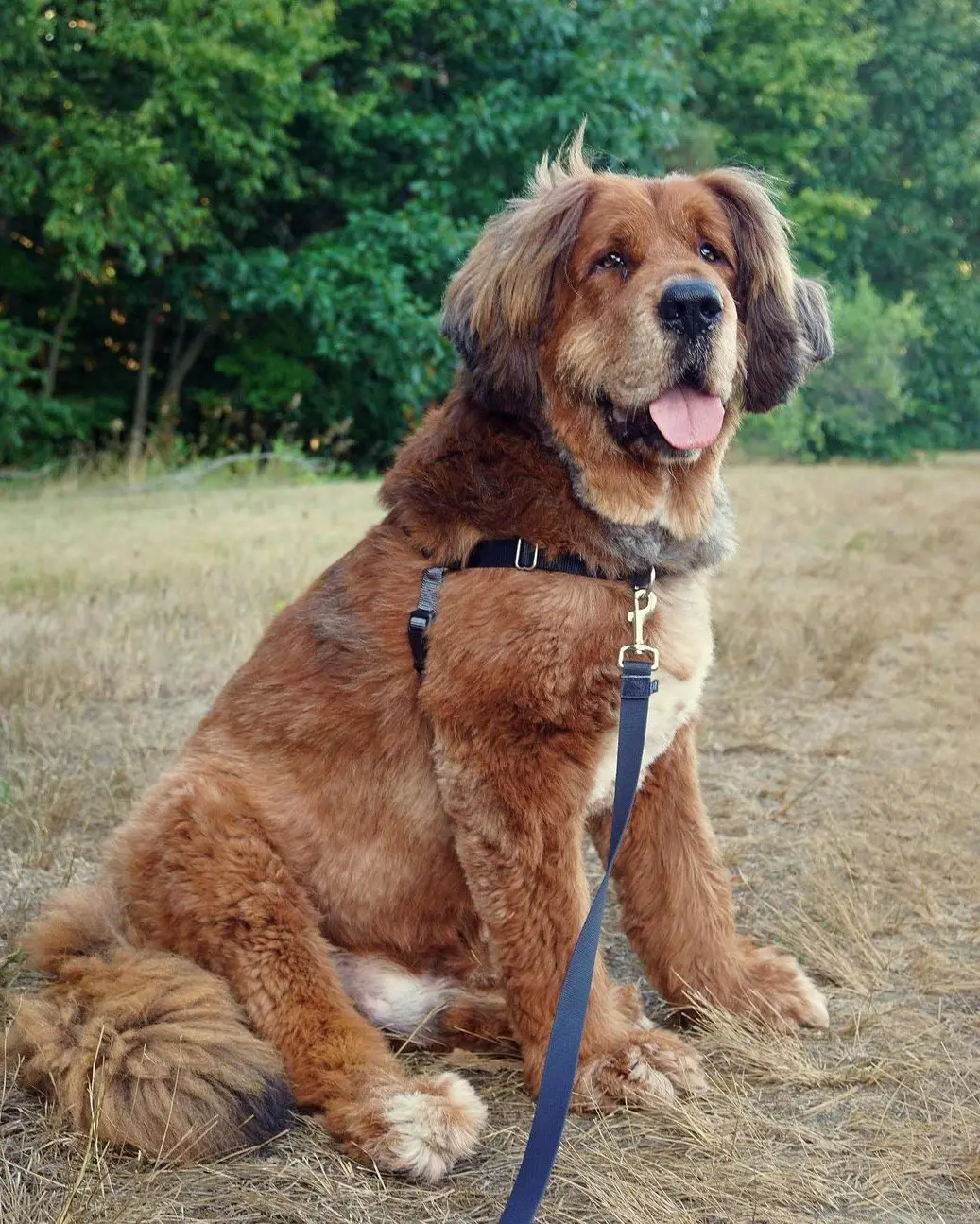 15 Dog Breeds All The Way From China