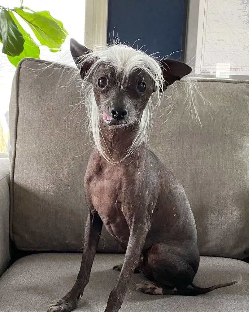15 Dog Breeds All The Way From China