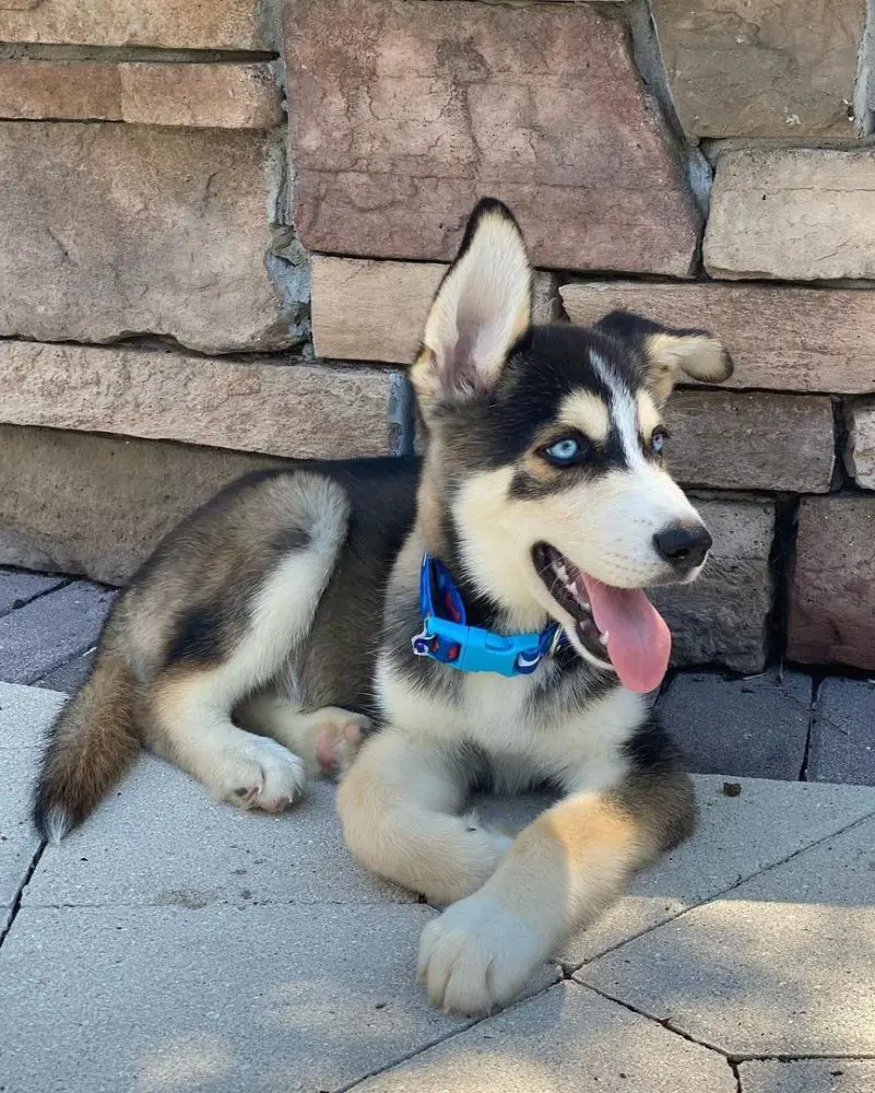 20 Wonderful Labrador Mixed Dog Breeds As A Pet