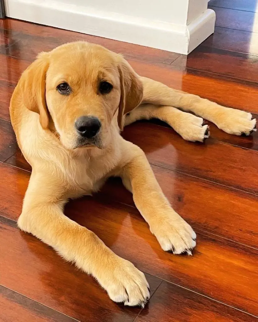 20 Wonderful Labrador Mixed Dog Breeds As A Pet