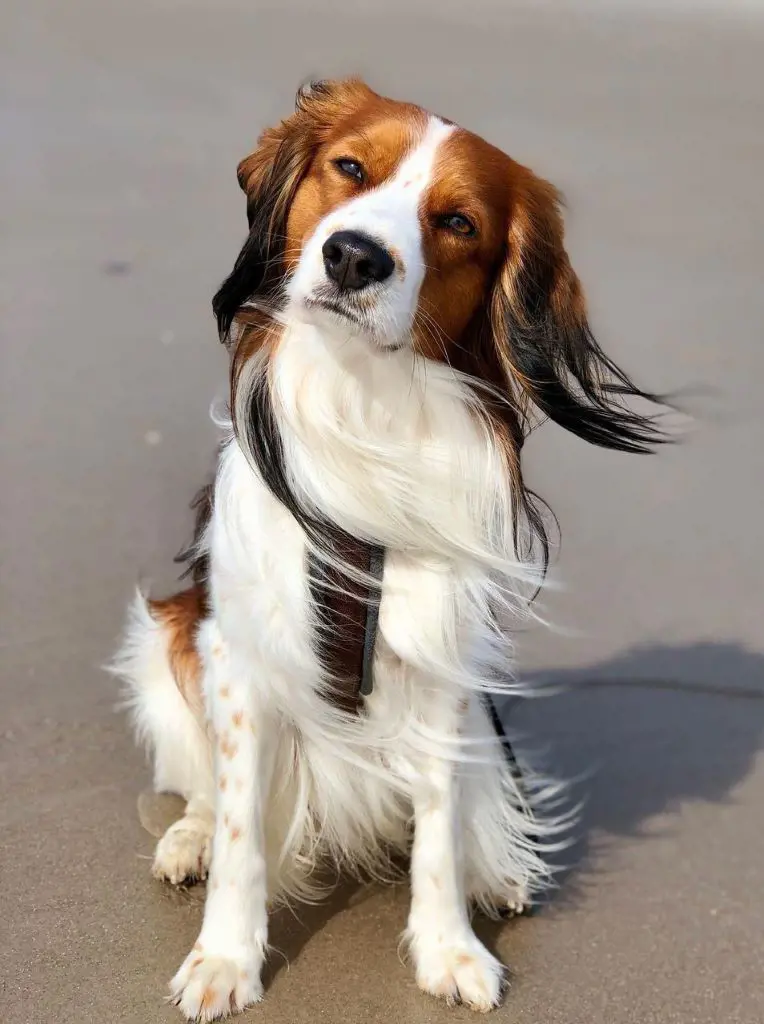 10 Dutch Dog Breeds